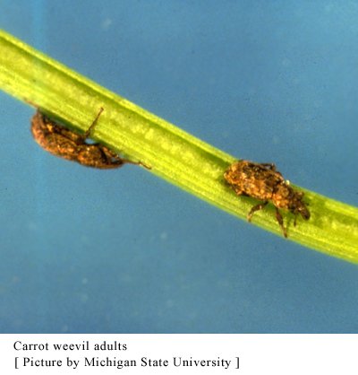 Carrot Weevils | Premier Nursery