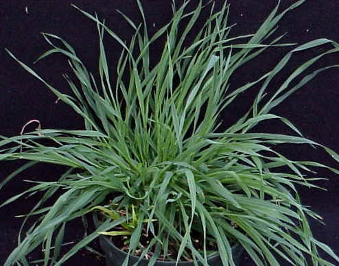 Dallis Grass | Premier Nursery
