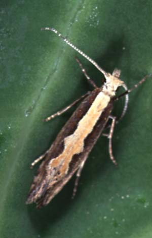 Diamondback Moth | Premier Nursery