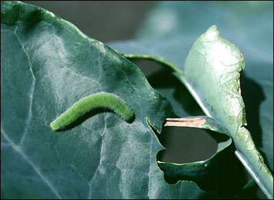 Imported Cabbage Worm | Premier Nursery