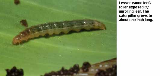 Pickle Worm | Premier Nursery