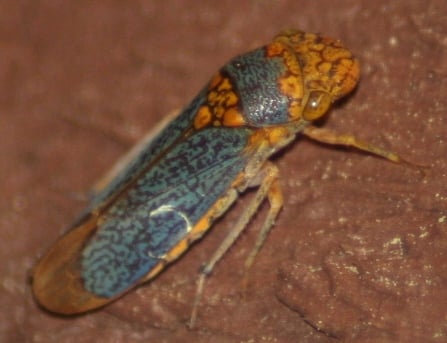 Sharp Shooter Bug | Premier Nursery