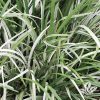 Ground Cover for Sale Fort Worth – Premier Nursery - Premier Nursery ...