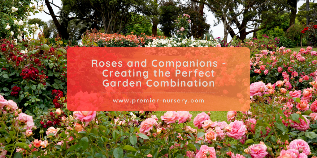 Roses and Companions - Creating the Perfect Garden Combination ...