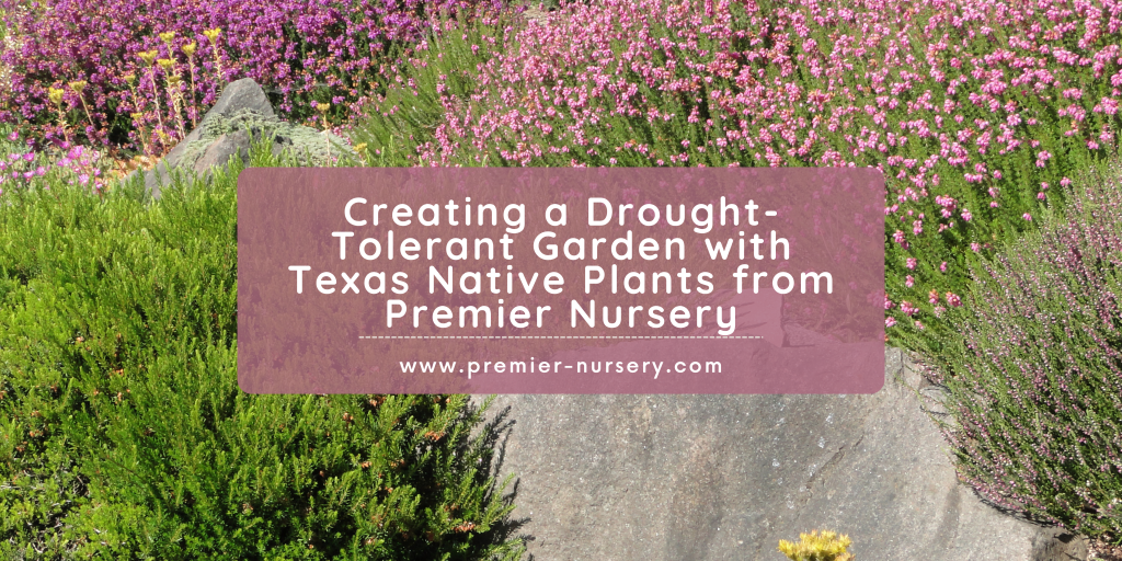 Creating a Drought-Tolerant Garden with Texas Native Plants from Premier Nursery - Premier ...