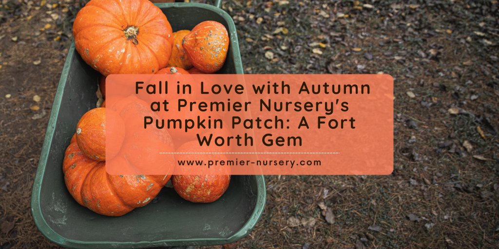 Discover the Magic of Autumn at Fort Worth's Premier Nursery Pumpkin ...