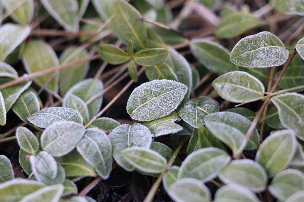 Recovering Cold-Damaged Plants - Premier Nursery - Plant Nursery