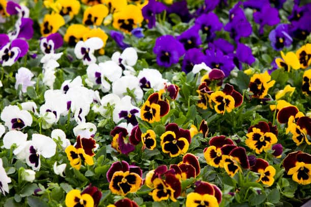 Growing Fall Pansies in North Texas - Premier Nursery - Plant Nursery