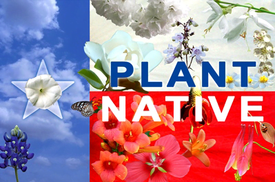 Go Native, Texas | Premier Nursery