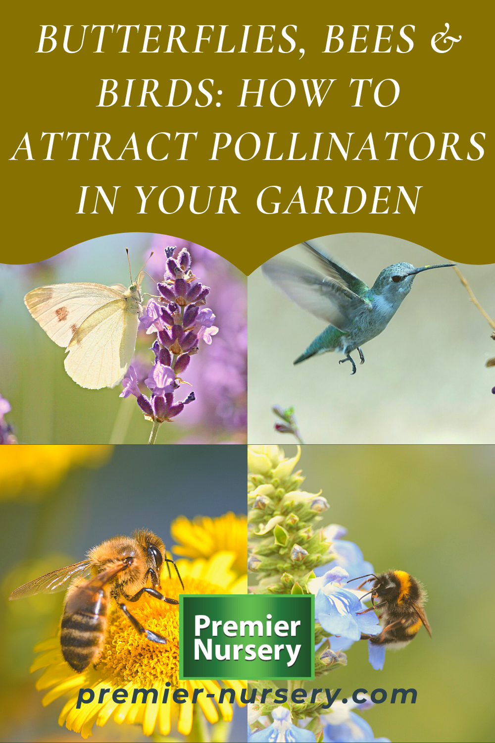 Butterflies, Bees & Birds: How to Attract Pollinators in Your Garden ...