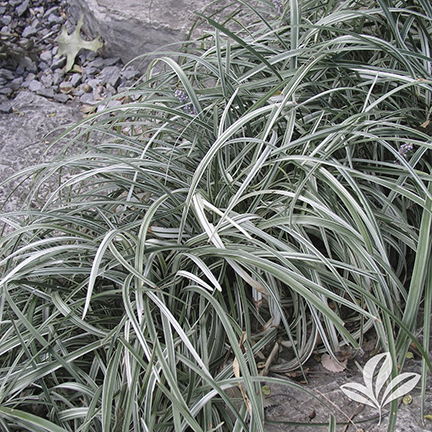 Ground Cover for Sale Fort Worth – Premier Nursery - Premier Nursery ...