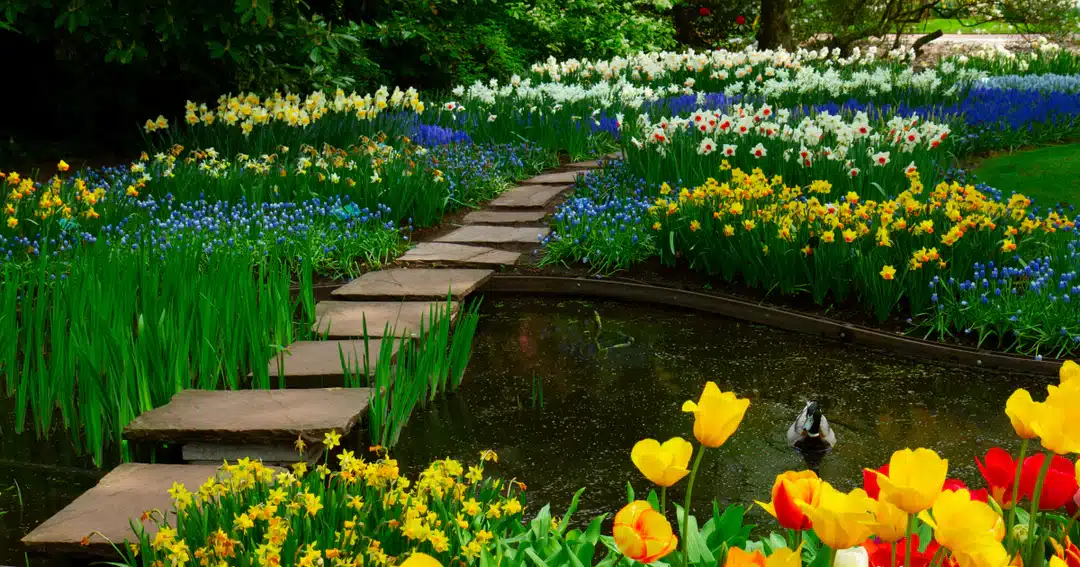 Planning Your Spring Garden in North Texas: A Practical Guide - Premier ...
