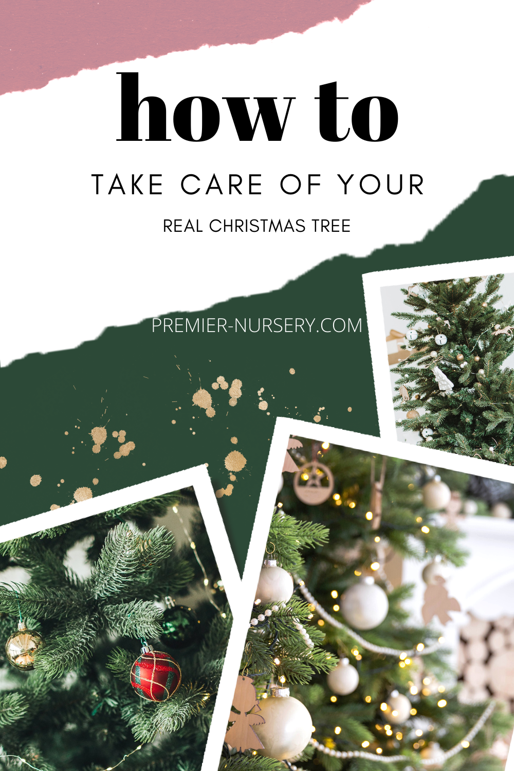 How to Take Care of Your Real Christmas Tree - Premier Nursery - Plant ...
