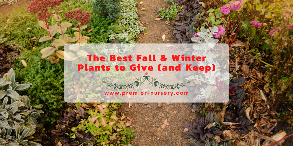 The Best Fall & Winter Plants to Give (and Keep) - Premier Nursery ...