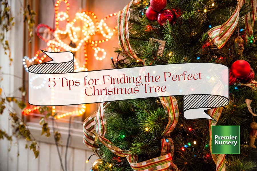 5 Tips for Finding the Perfect Christmas Tree - Premier Nursery - Plant ...
