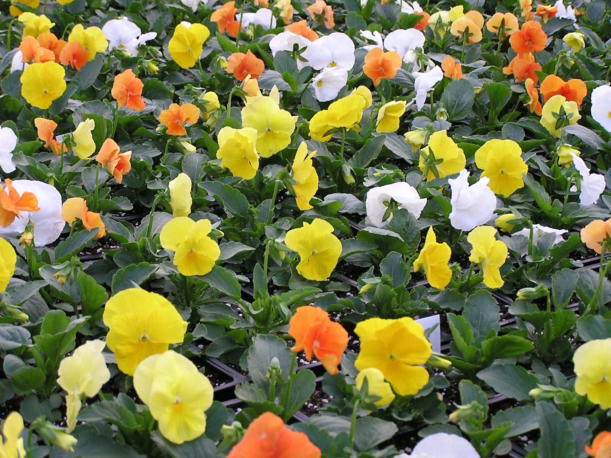 Color it Fall! - Premier Nursery - Plant Nursery