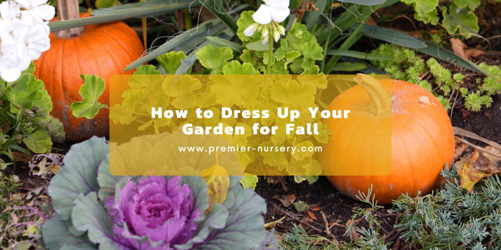 How to Dress Up Your Garden for Fall - Premier Nursery - Plant Nursery