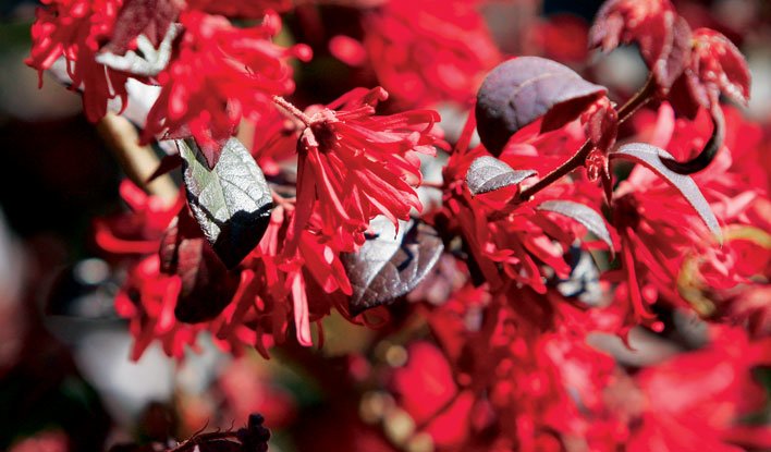 April All Stars: New Arrivals - Premier Nursery - Plant Nursery