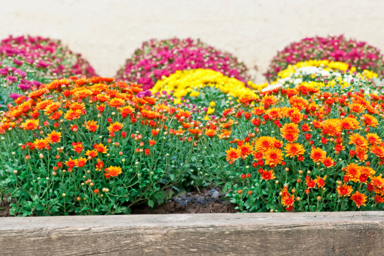 How to Transform Your Flower Garden into the Perfect Fall Garden ...