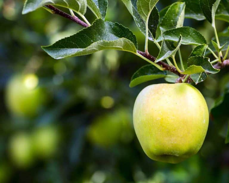 Golden Delicious Apple Trees - Premier Nursery - Plant Nursery