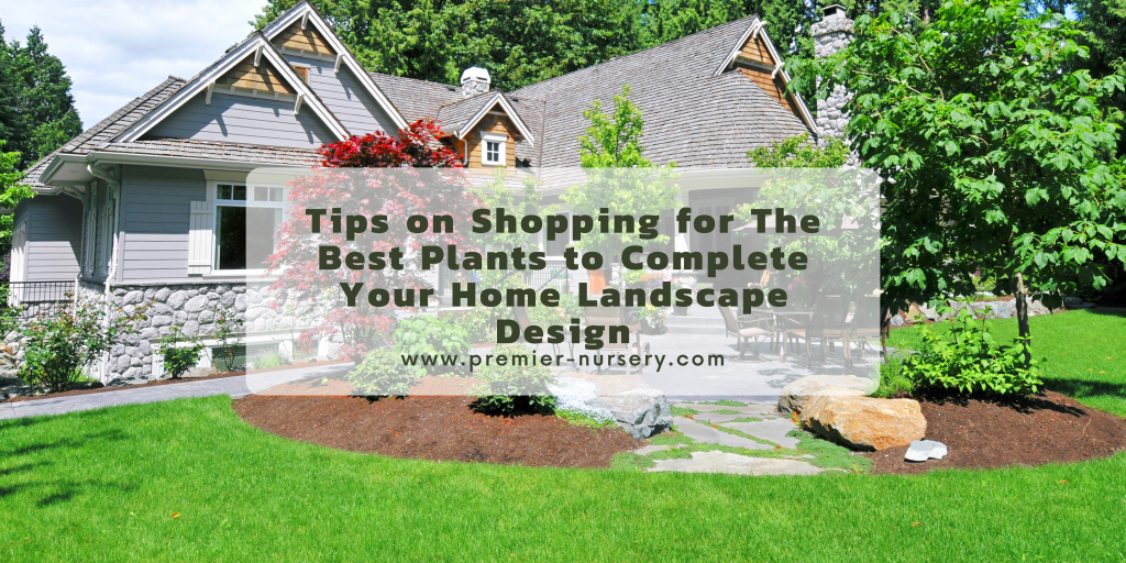 Tips on Shopping for The Best Plants to Complete Your Home Landscape ...