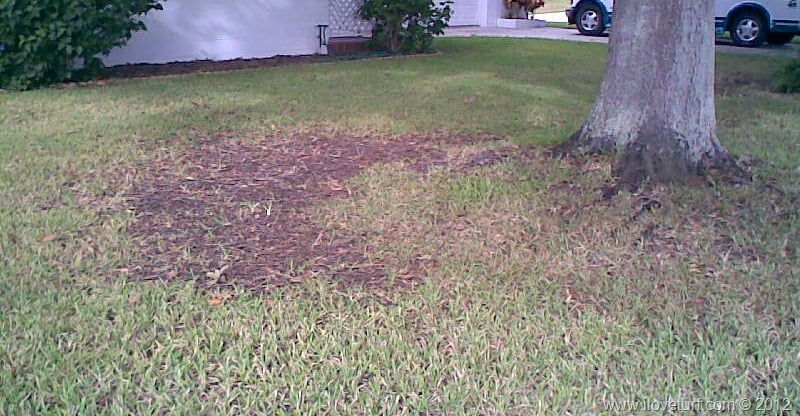 Summer Lawn Care Tips | Premier Nursery