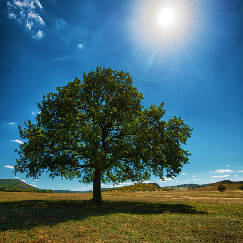 The Benefit of Planting Shade Trees in Your Yard - Premier Nursery ...