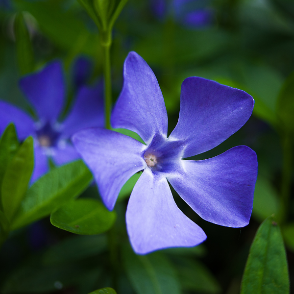 Ground Cover for Sale Fort Worth – Premier Nursery - Premier Nursery ...