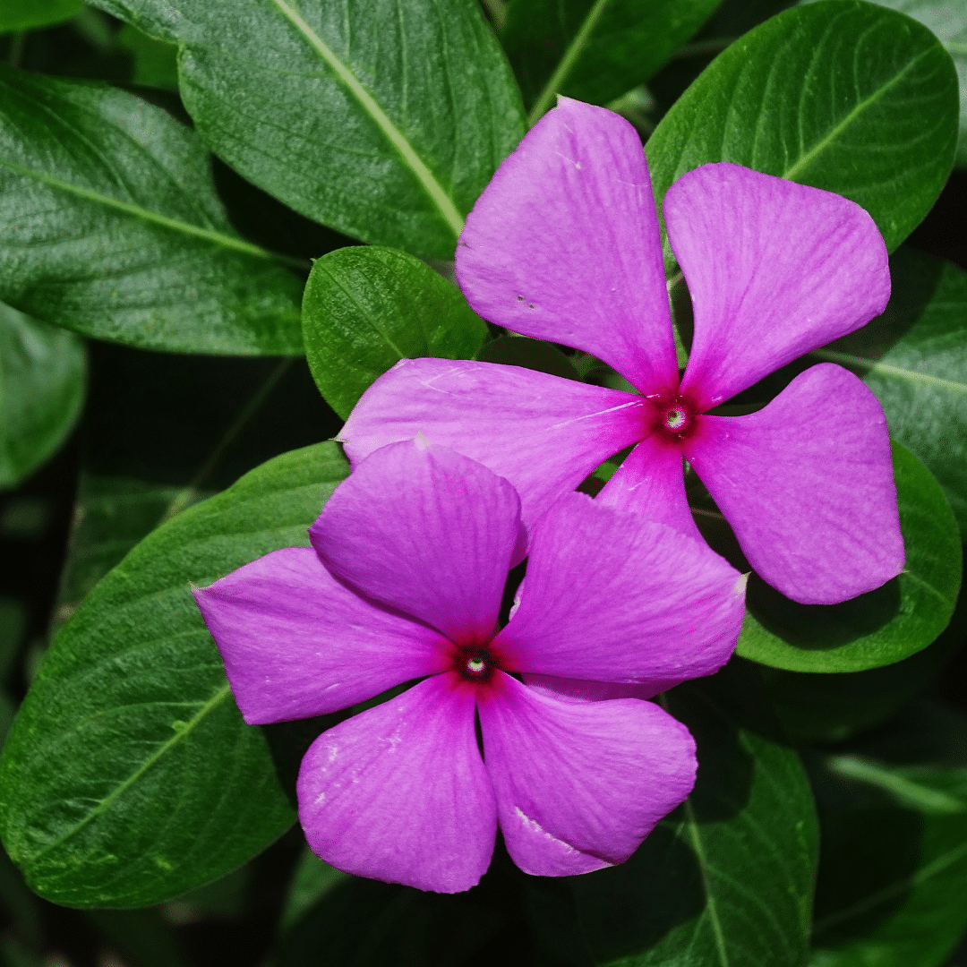 June Planting Guide for Fort Worth, Texas: Zinnia, Cosmos, Penta, and ...