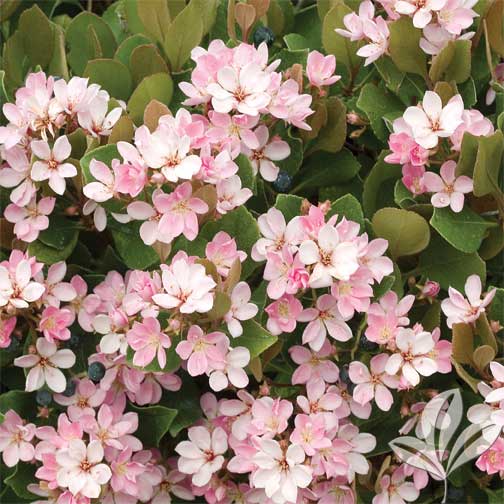 Spring Flowering Shrubs Pink