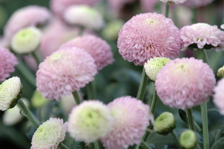 The Texan’s Guide to Chrysanthemums - Premier Nursery - Plant Nursery