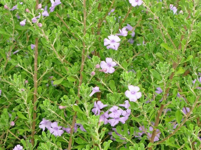 Beat the Heat with Texas Sage | Premier Nursery