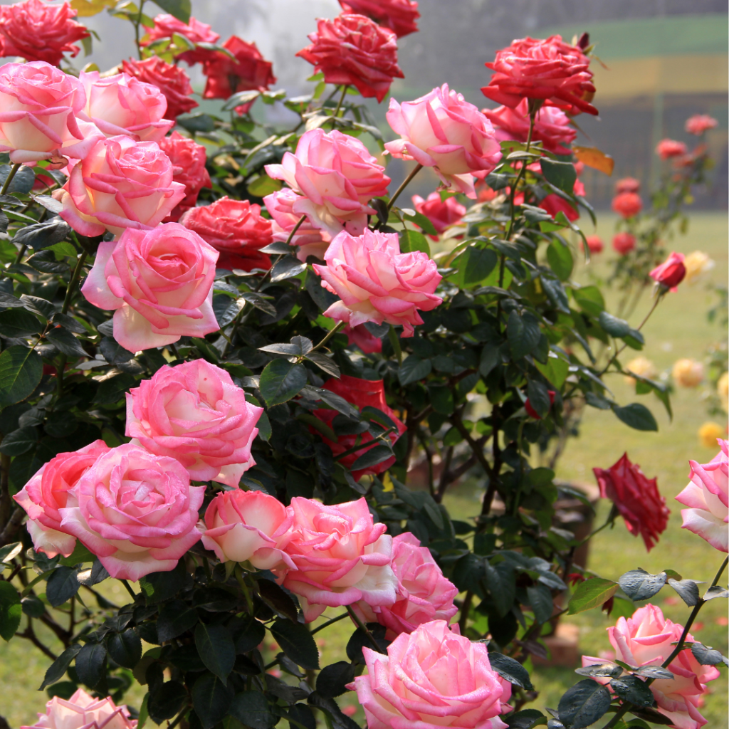 Roses and Companions - Creating the Perfect Garden Combination ...