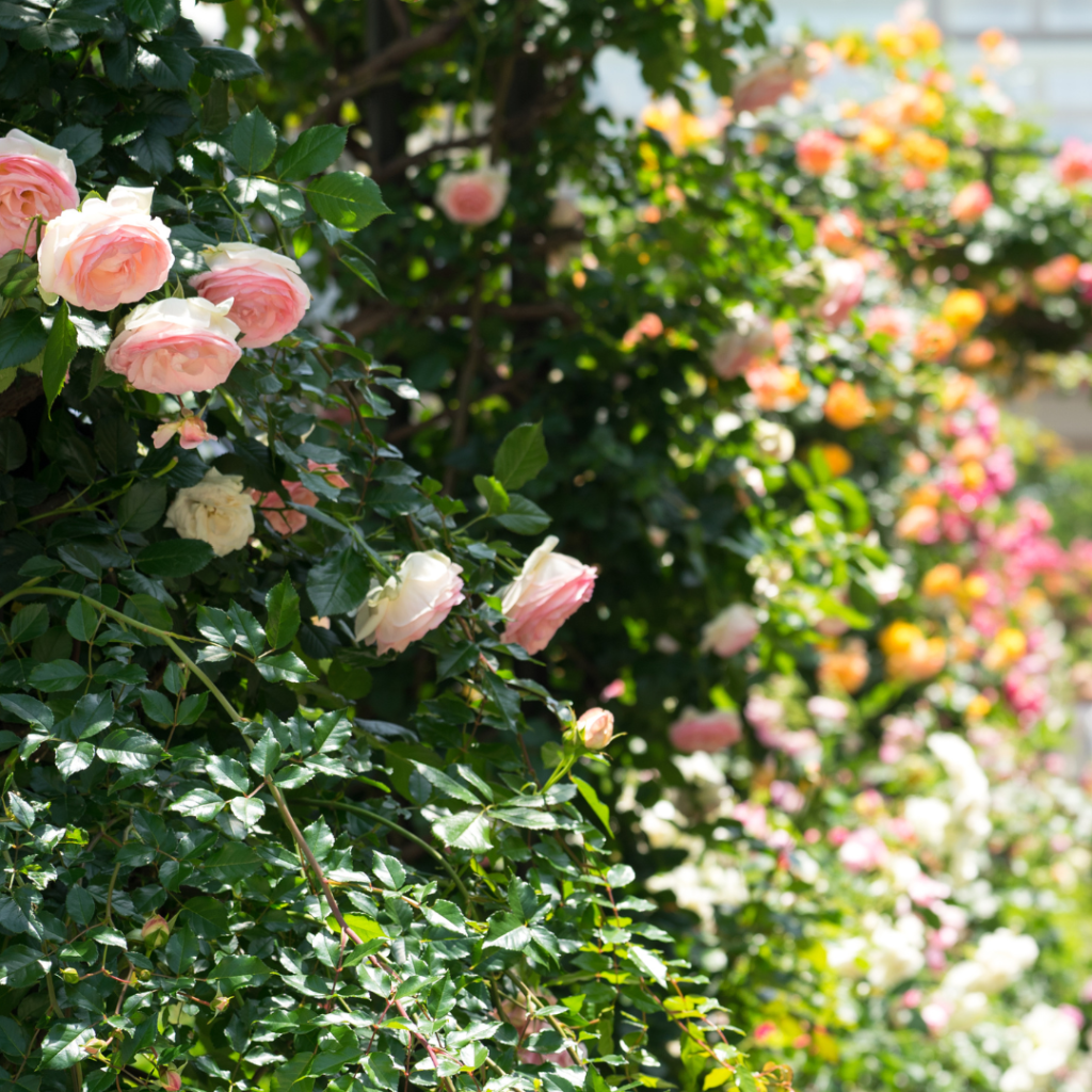 Roses and Companions - Creating the Perfect Garden Combination ...