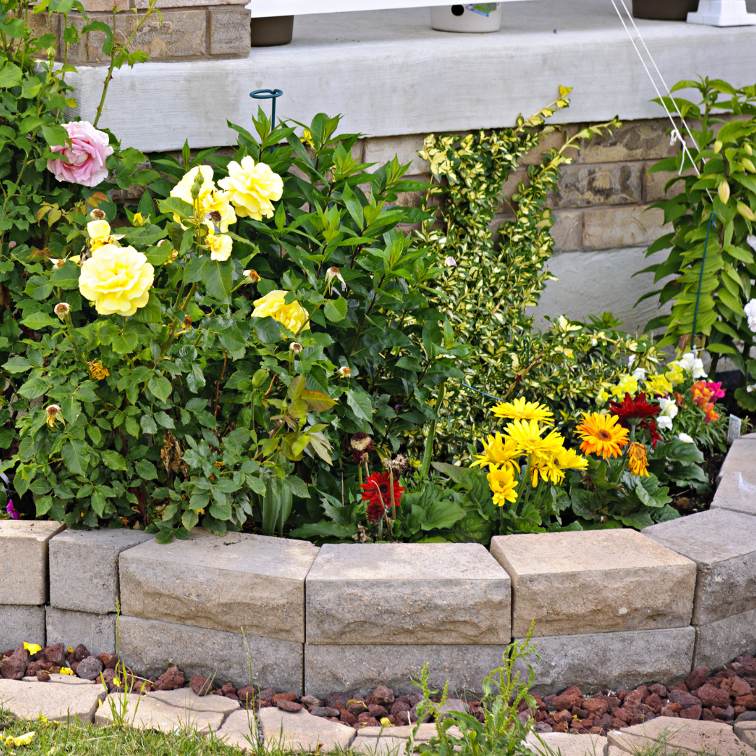 Roses and Companions - Creating the Perfect Garden Combination ...