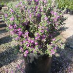 Texas Sage - Premier Nursery - Plant Nursery