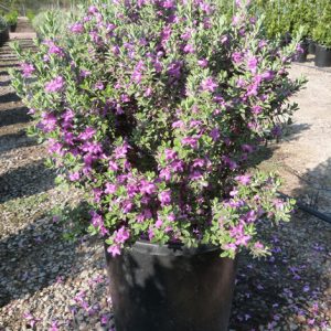 Texas Sage - Premier Nursery - Plant Nursery