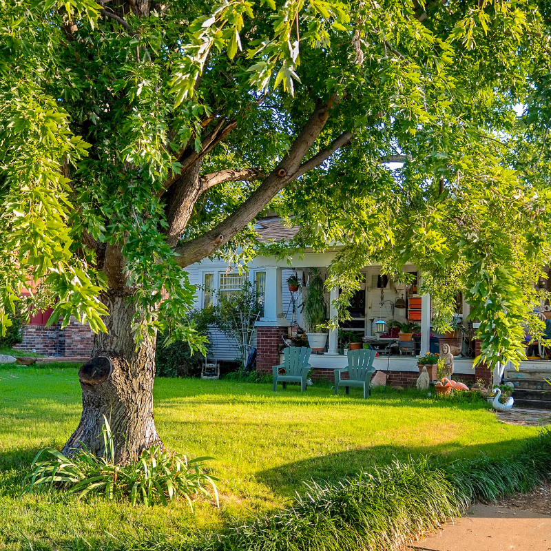 The Benefit of Planting Shade Trees in Your Yard - Premier Nursery ...