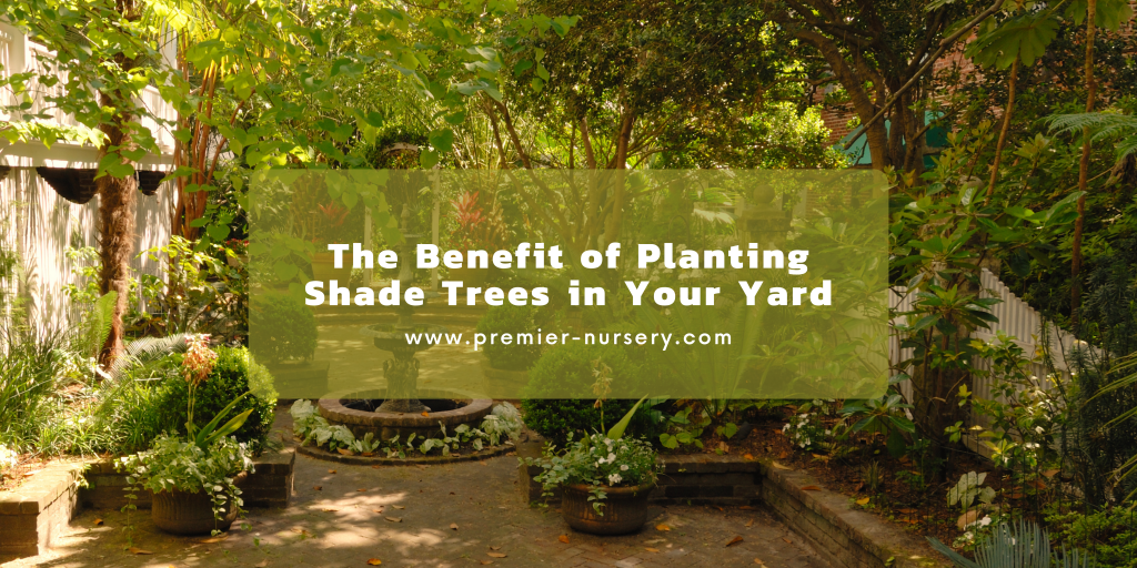 The Benefit of Planting Shade Trees in Your Yard - Premier Nursery ...