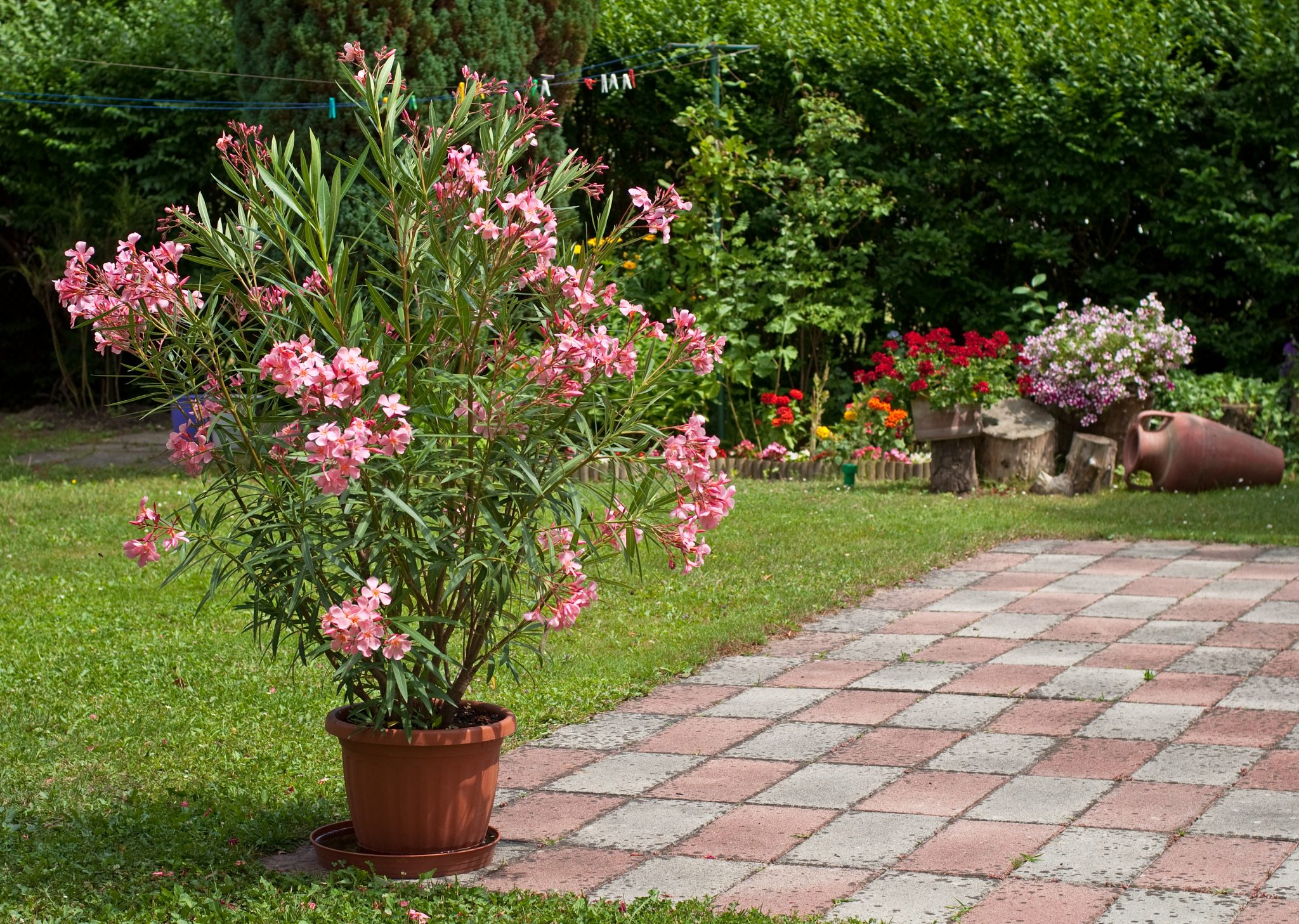 Oleander - Premier Nursery - Plant Nursery