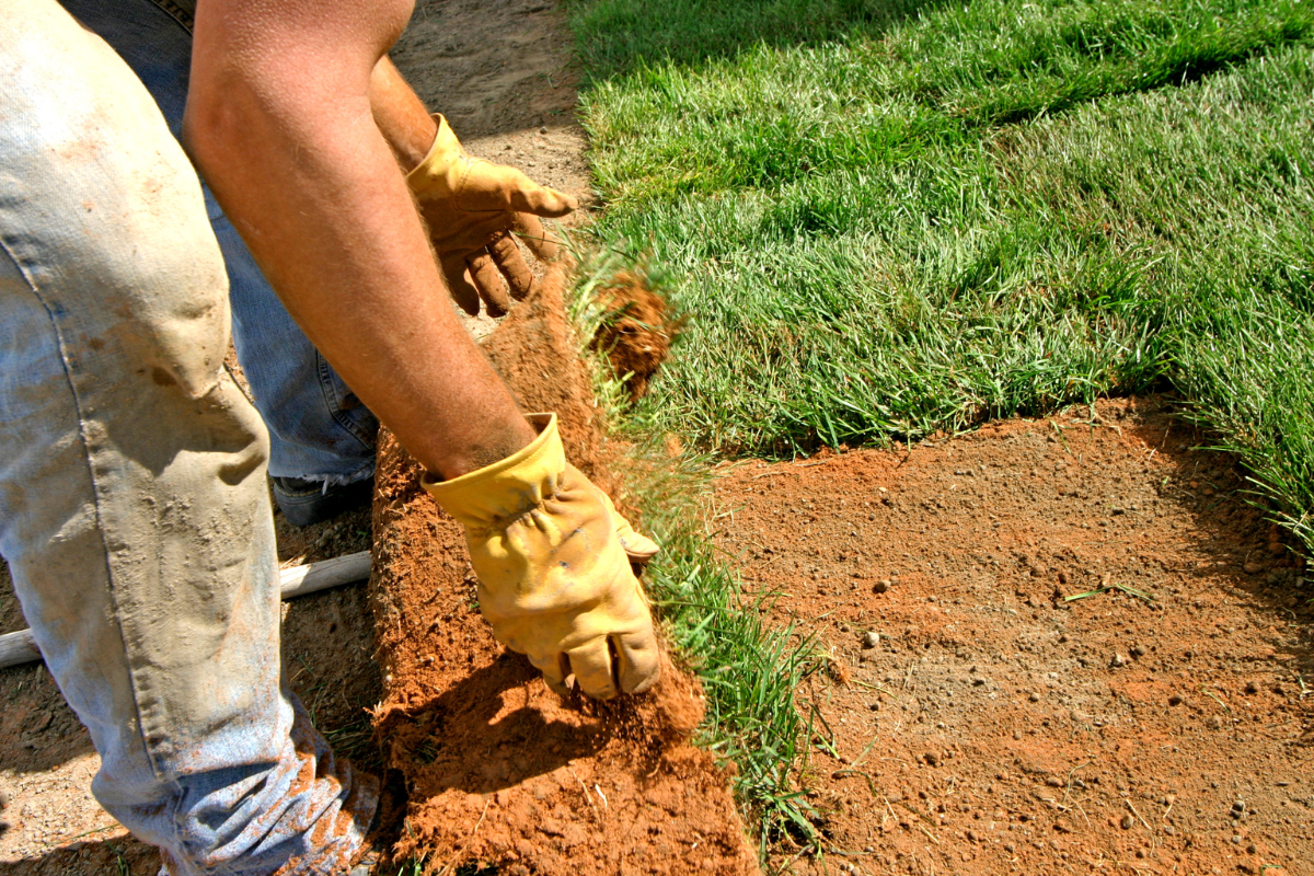 The Best Guide to New Sod for Fort Worth Residents : Tips for Care and ...