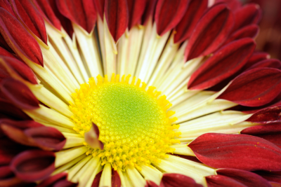 The Texan’s Guide to Chrysanthemums - Premier Nursery - Plant Nursery