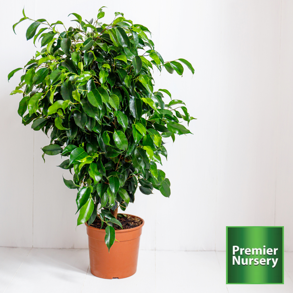 The Best Indoor Tropical Houseplants in Fort Worth - Premier Nursery ...