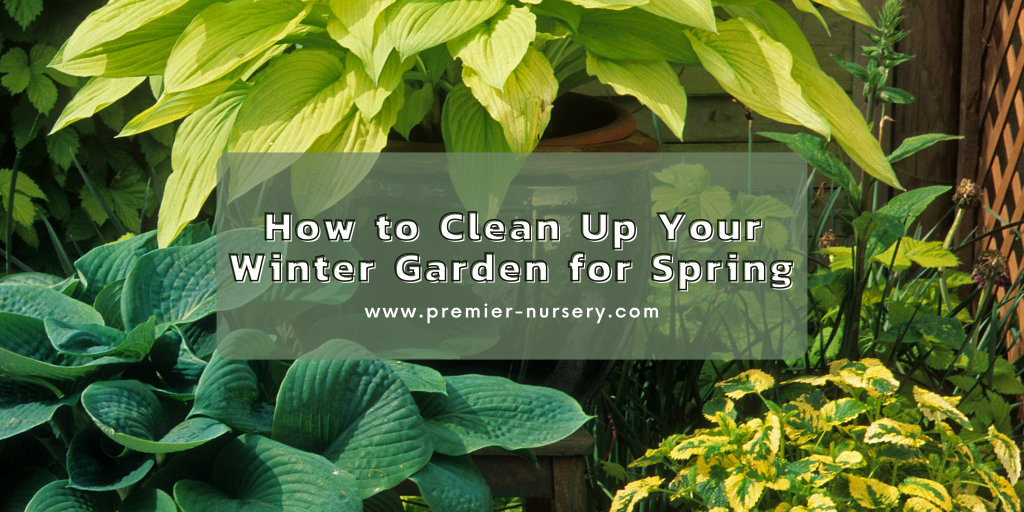 January Gardening Guide for North Texas - Premier Nursery - Plant Nursery