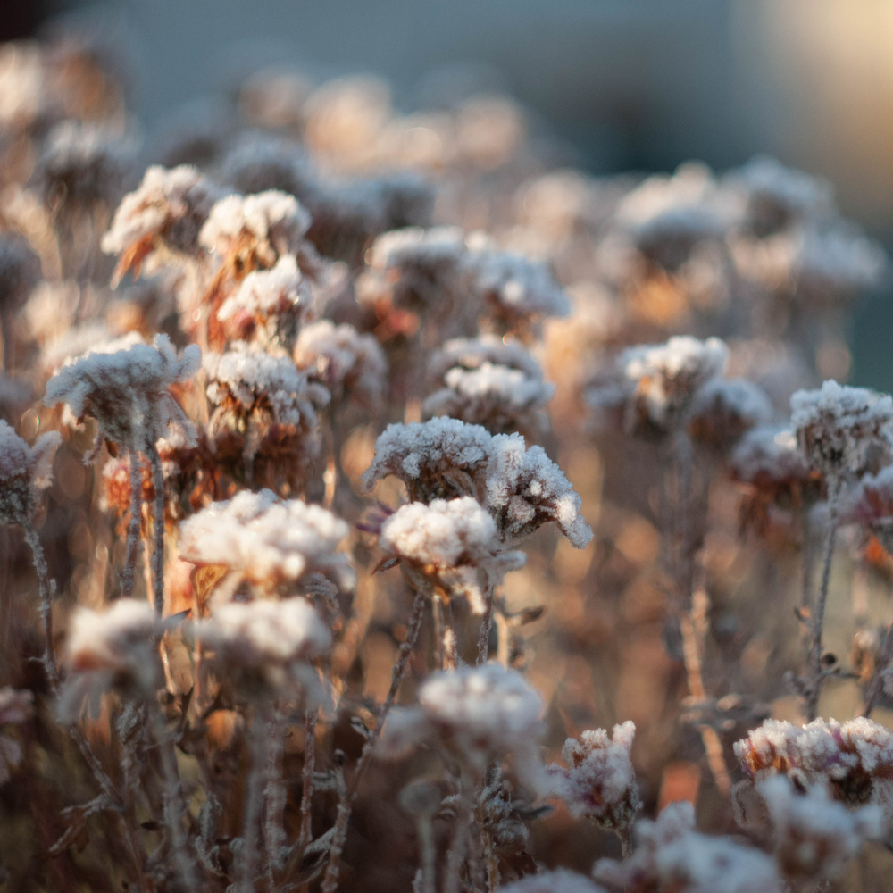 The Best Fall & Winter Plants to Give (and Keep) - Premier Nursery ...