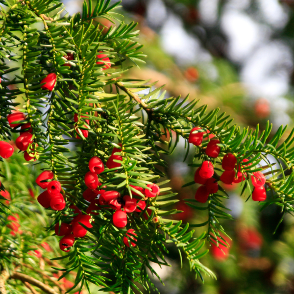 Your Guide to Shade Gardening - Premier Nursery - Plant Nursery